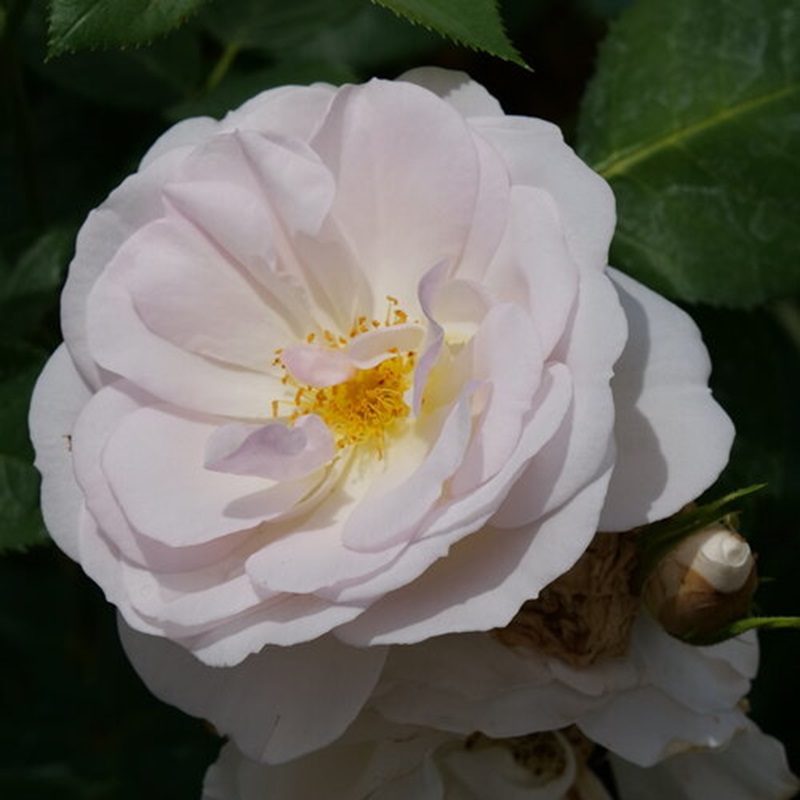 All Plants & Flowers Indoors & OutTransform Your Garden with Edible ...