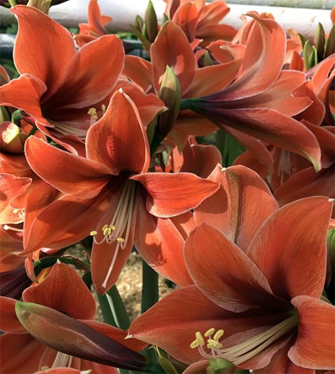 All Plants & Flowers Indoors & OutGrowing Rosy-Terra Cotta Amaryllis: Steps and Tips