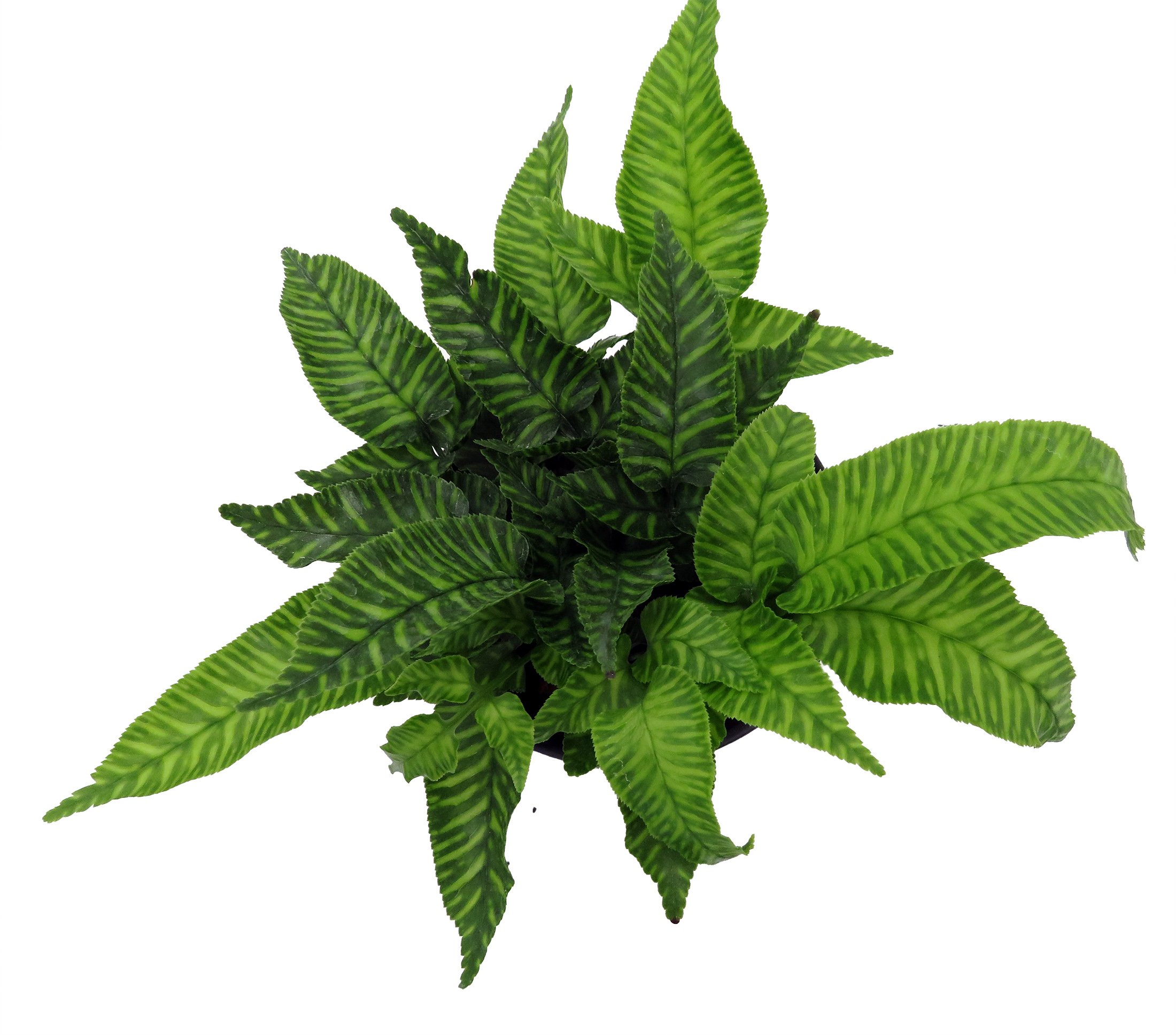 All Plants & Flowers Indoors & OutConiogramme ‘Golden Zebra’: The ...