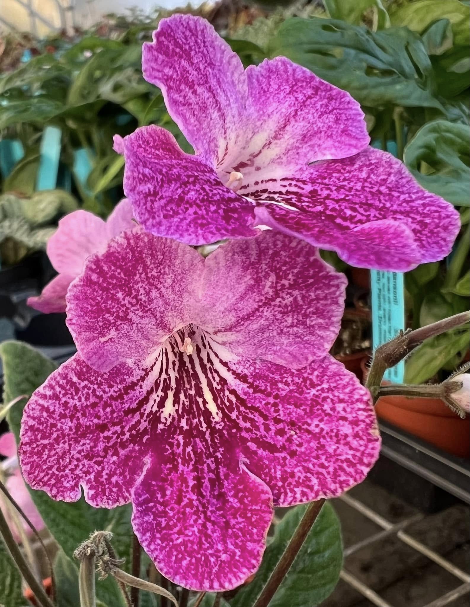 All Plants & Flowers Indoors & OutLadyslippers® Cape Primrose Red ...